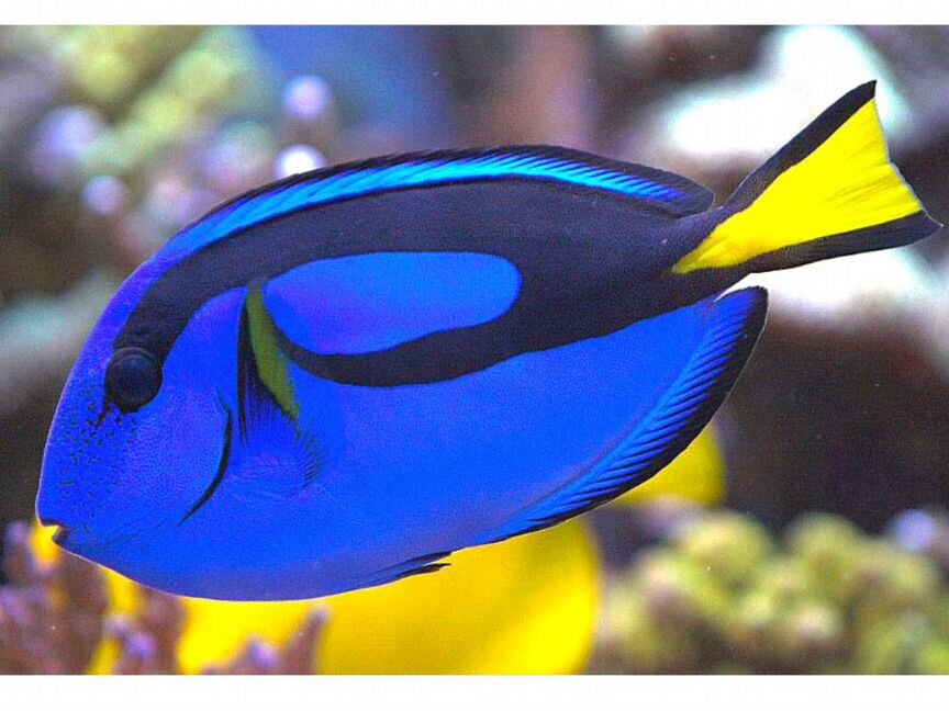 Хирург Хепатус (Paracanthurus hepatus)