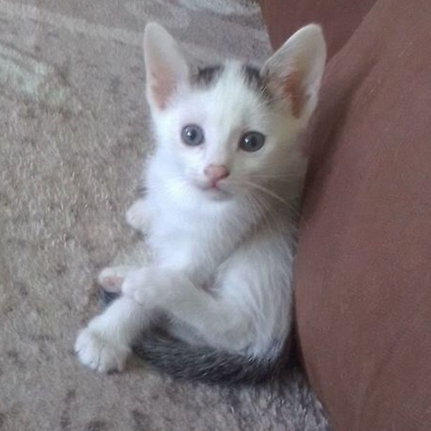Котёнок от частного владельца