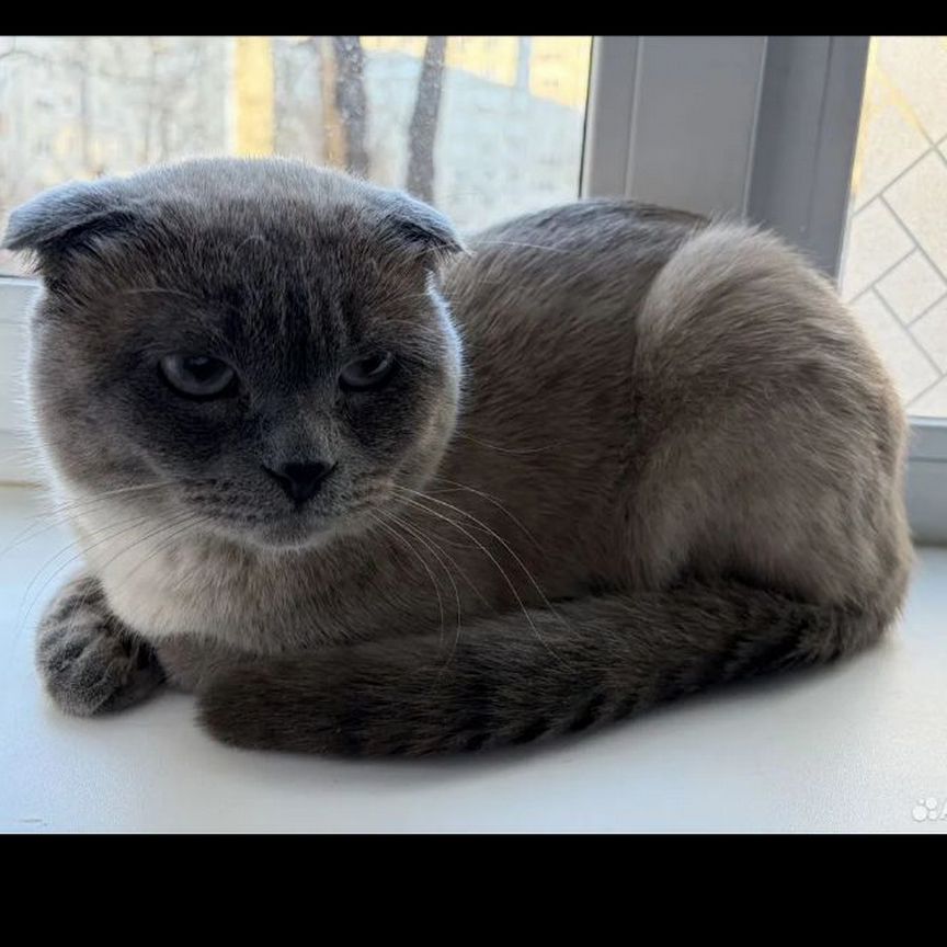 Шотландский вислоухий короткошёрстный, взрослый кот