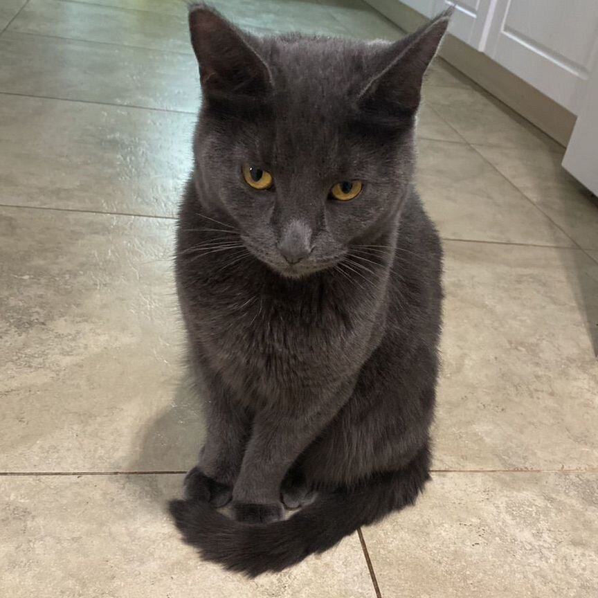 Британская короткошёрстная, взрослая кошка