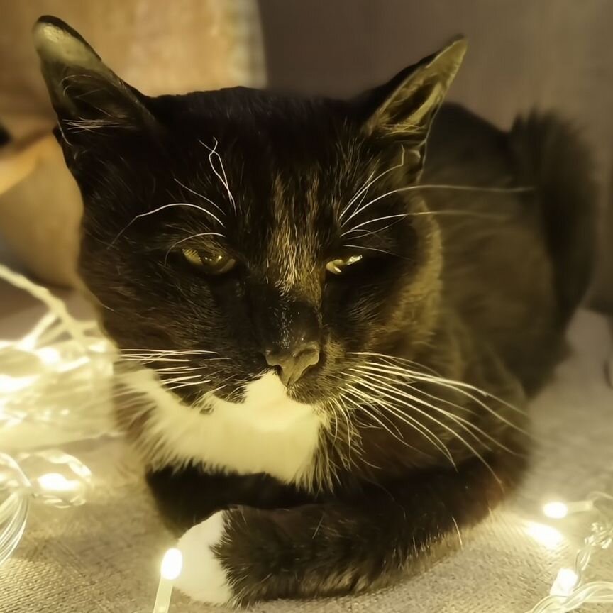 Взрослый кот в добрые руки