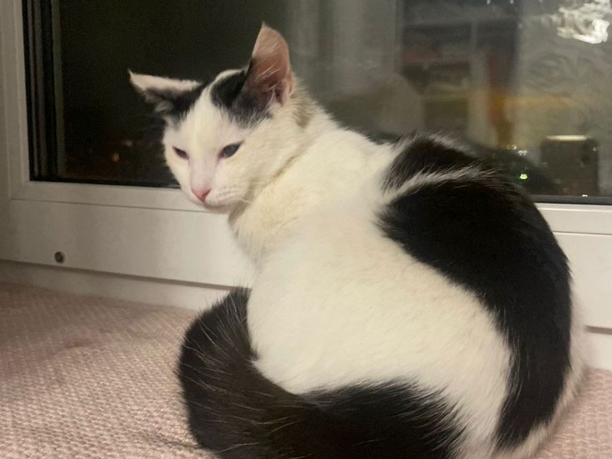 Котенок мега ласковый