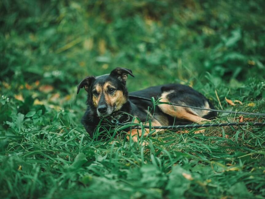 Небольшой пёсик из приюта