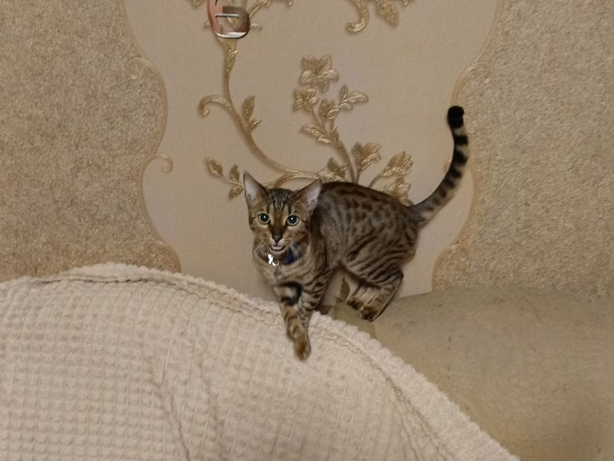 Кошка