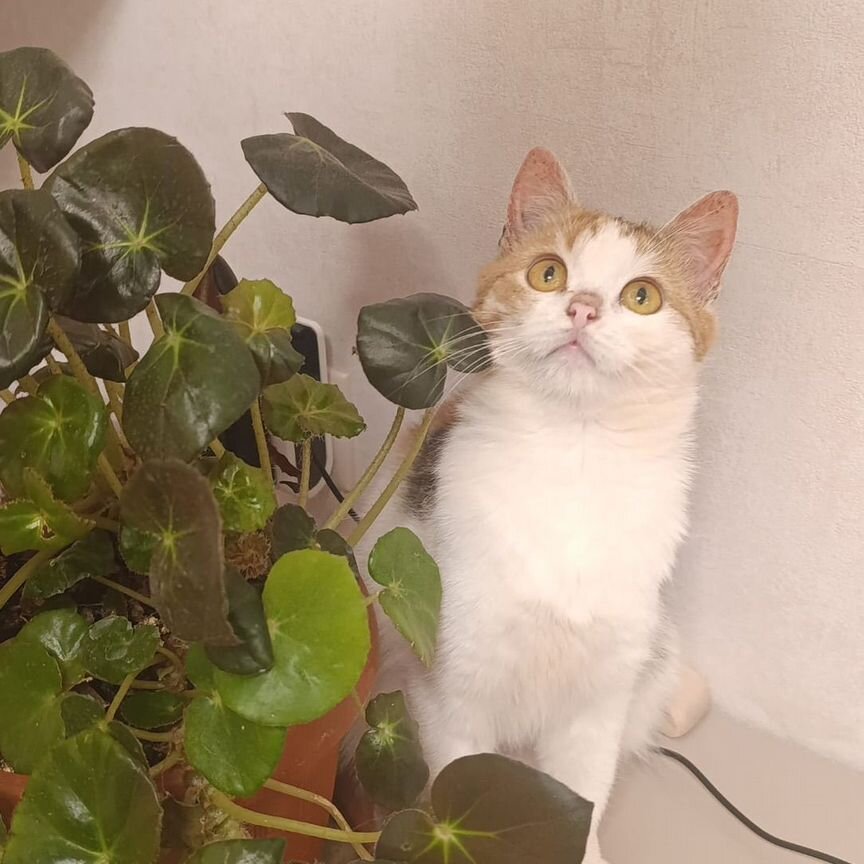 Котенок в добрые руки
