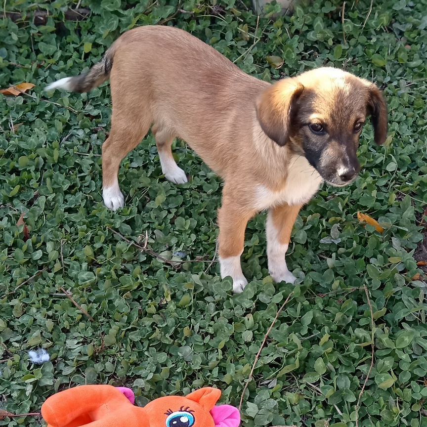 Щенок в добрые руки