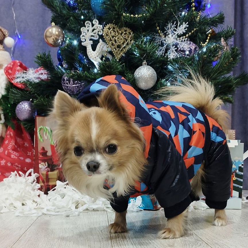 Чихуахуа мальчик 2 года