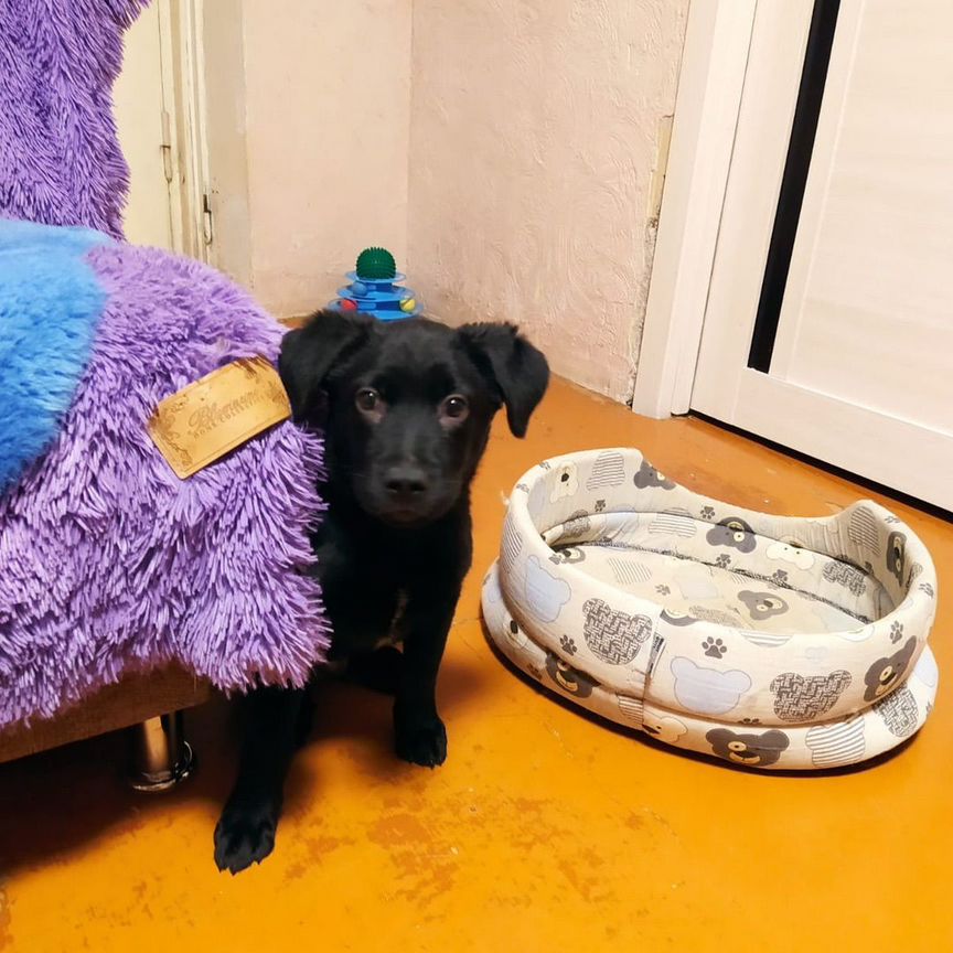 Собака в добрые руки щенок