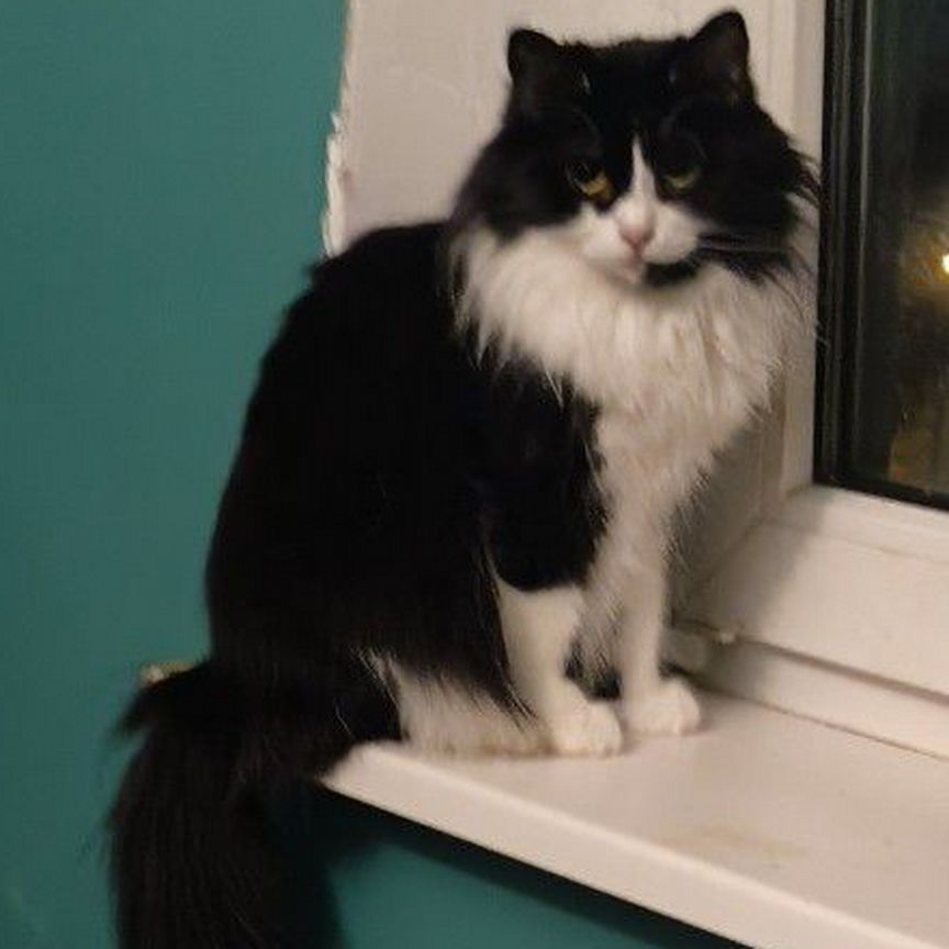 Кошки, котята бесплатно