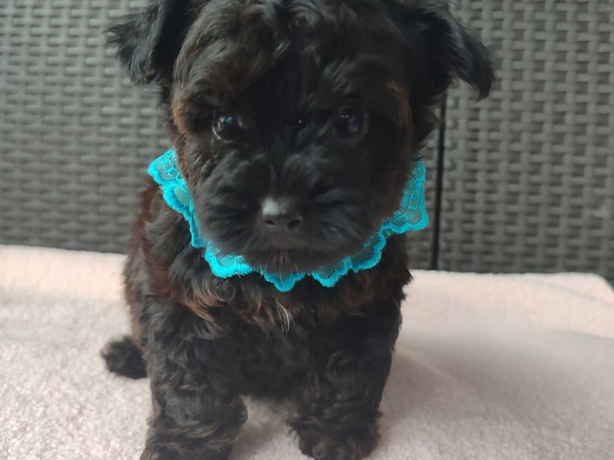 Чудо йорка пу