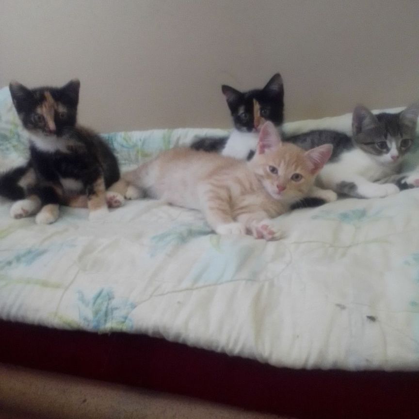 Котята в добрые руки