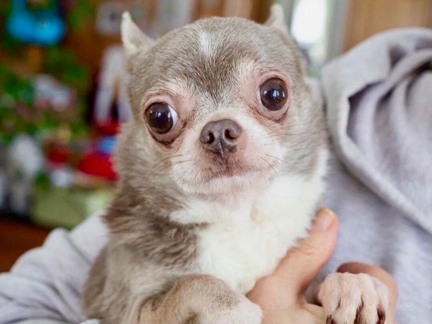 Соломон - песик породы чихуахуа в дар