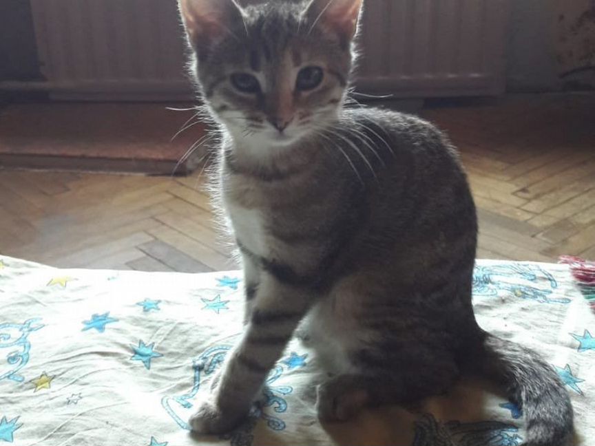 Котенок девочка в добрые руки