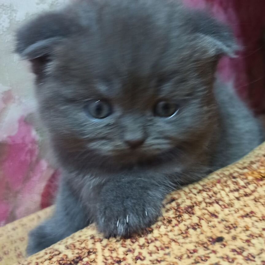 Британские котята