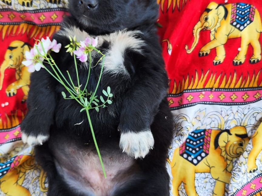 Щенки мальчики и девочки в добрые руки