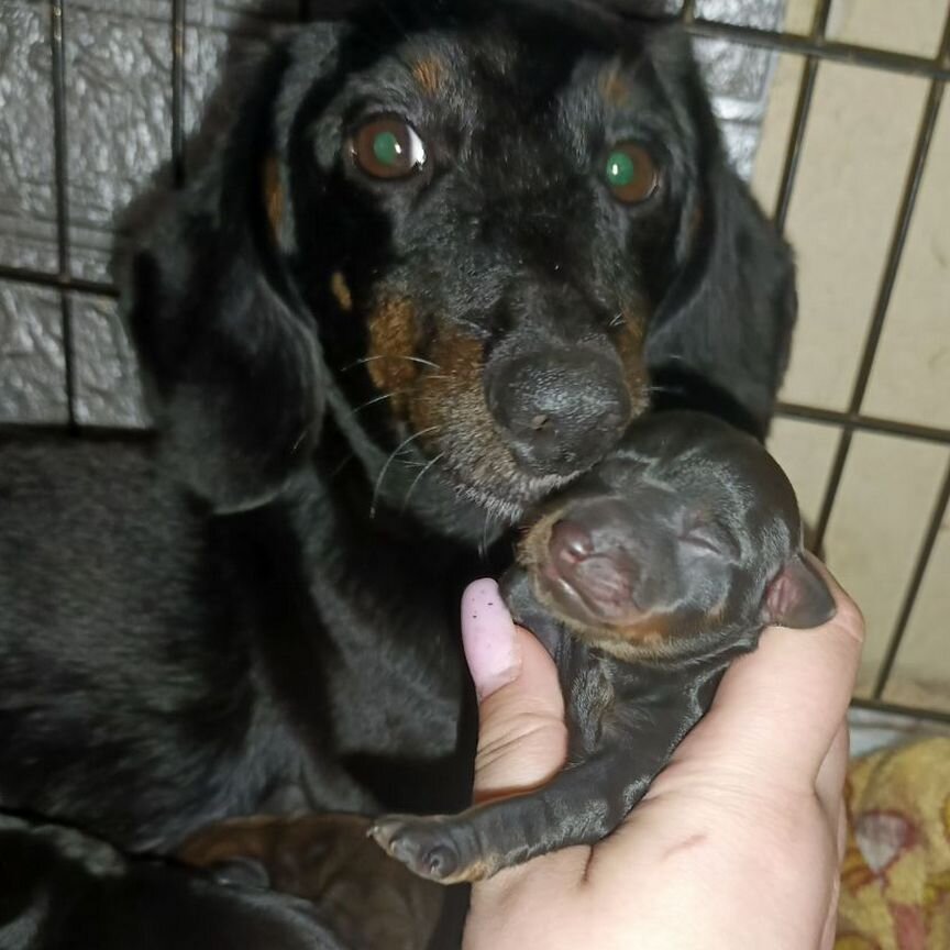 Такса, щенок