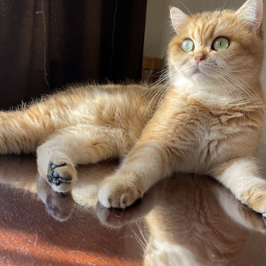 Отдам кошку в добрые руки