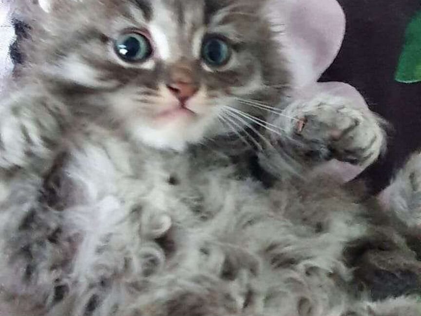 Кошки в добрые руки