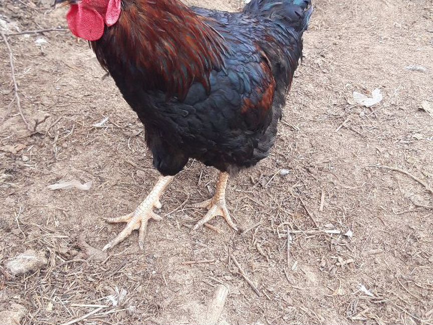 Куры и петухи