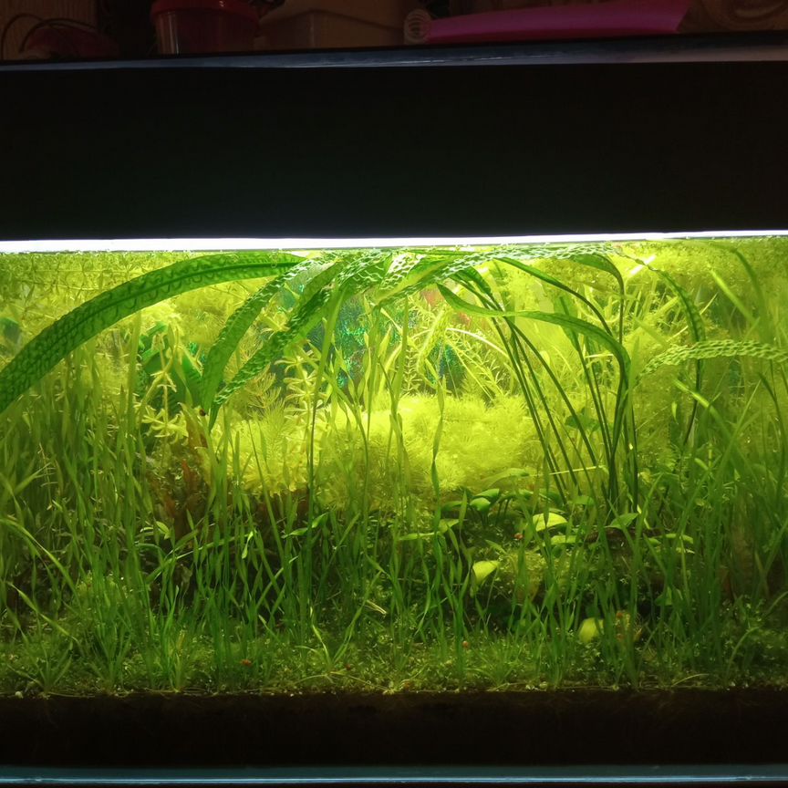 Аквариум со всем содержимым