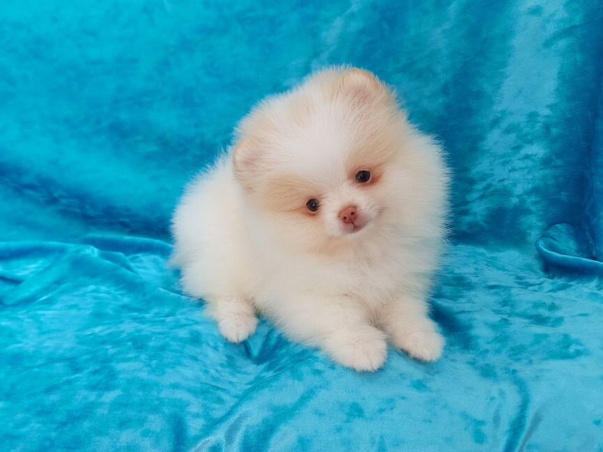 Померанский шпиц мальчик