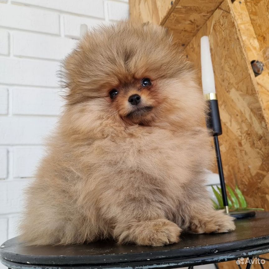 Померанский шпиц