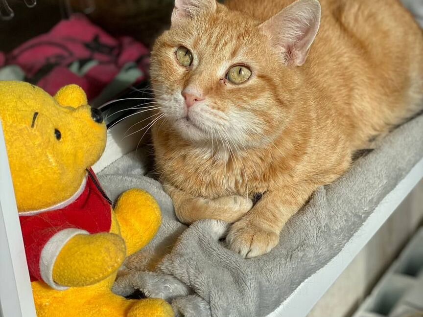 Кот в добрые руки бесплатно