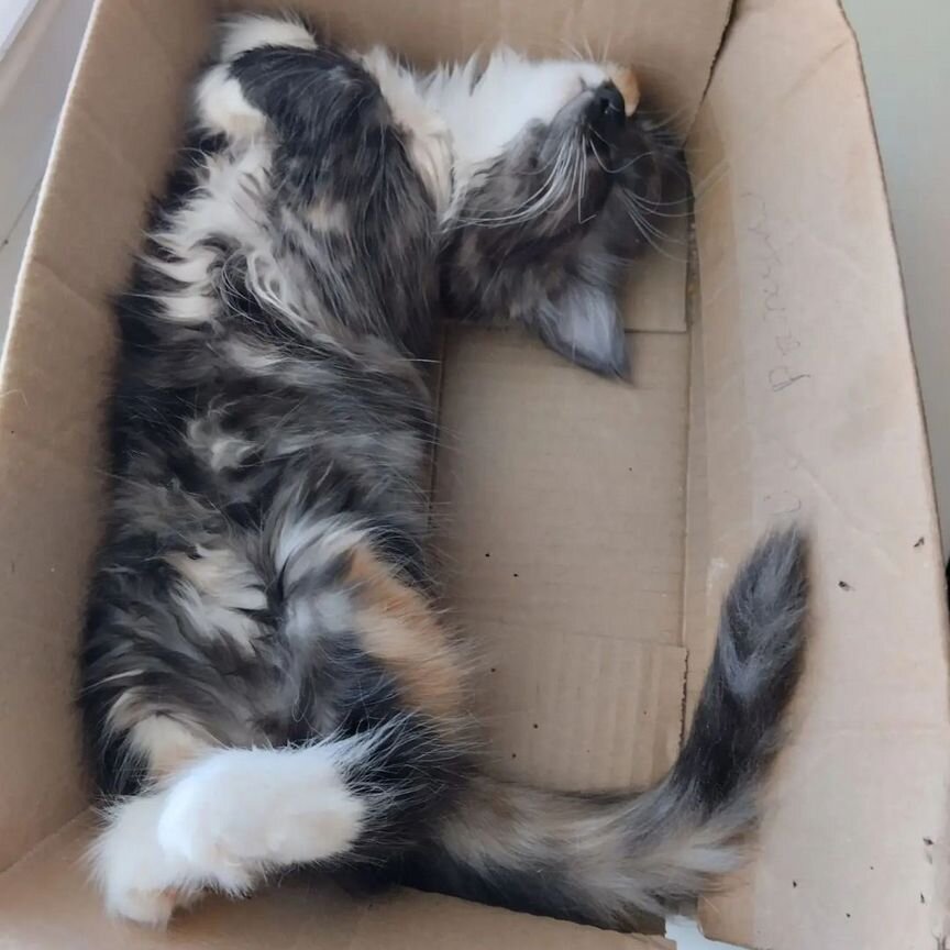 Котёнок в добрые руки