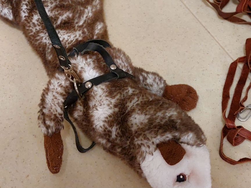 Шлейка для хорька, кошки