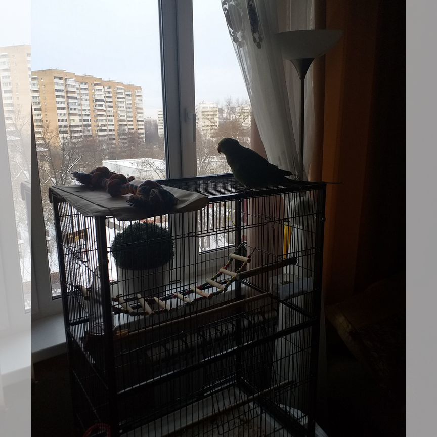 Ожереловый попугай.Возраст 1,5 года