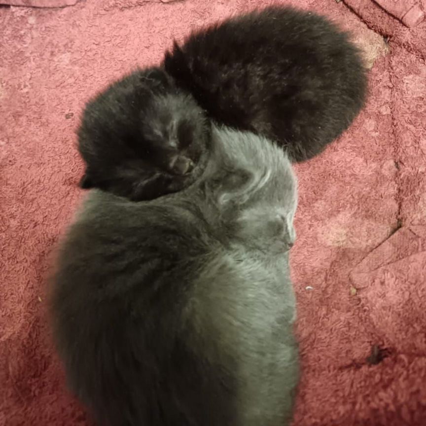 Котятки ищут себе мам и пап