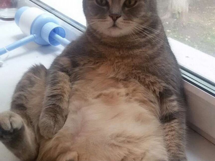 Кот в добрые руки