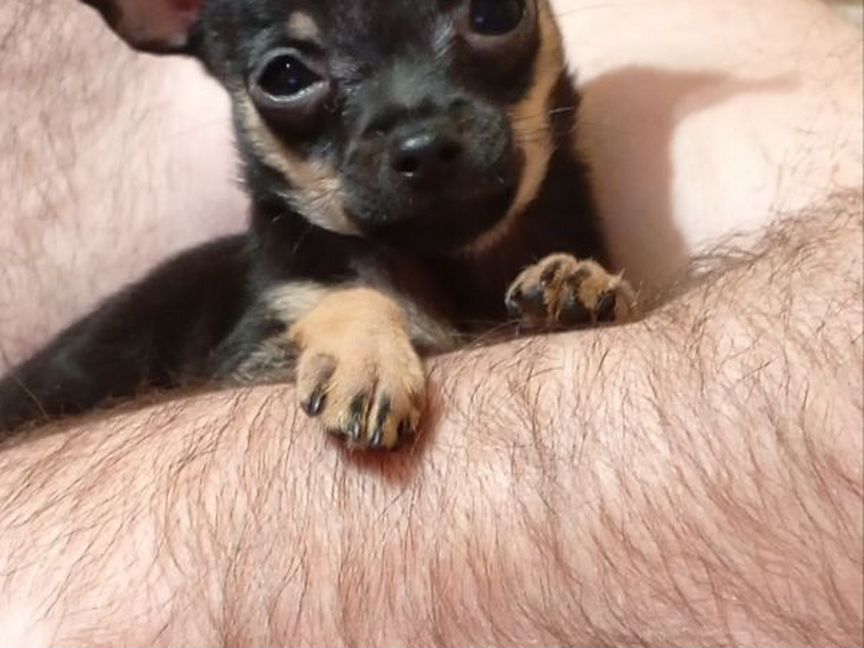 Мини той-терьер щенки