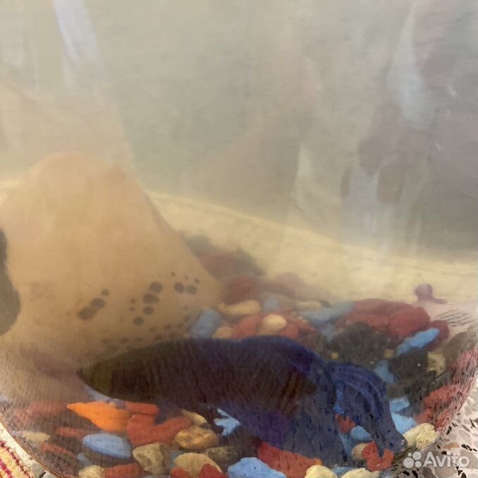 Рыбка петушок самец