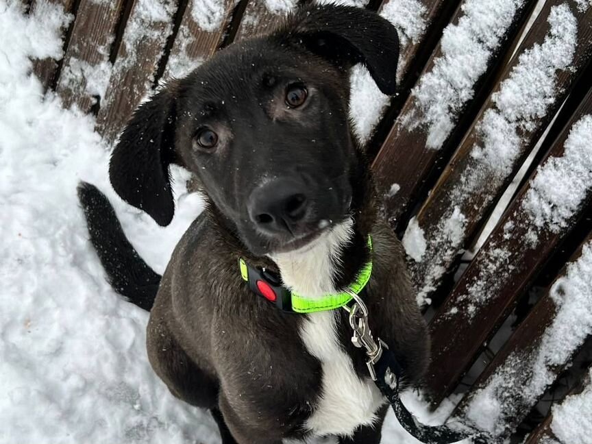 Шоколадный щенок в добрые руки (мальчик)