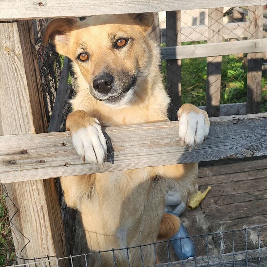 Взрослая собака в добрые руки