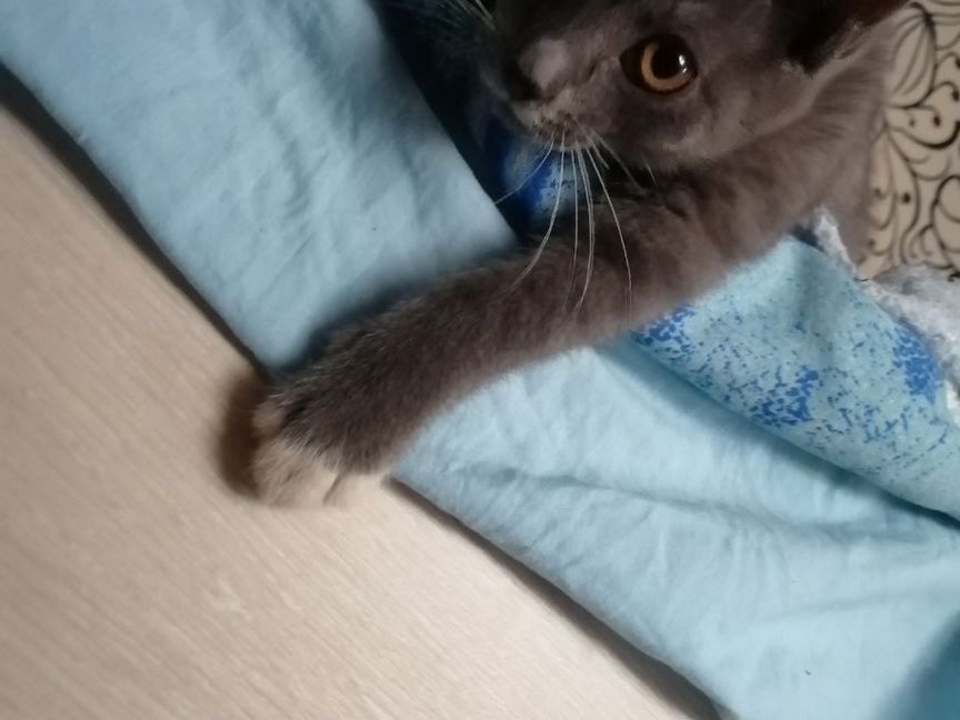 Котик Кипиш