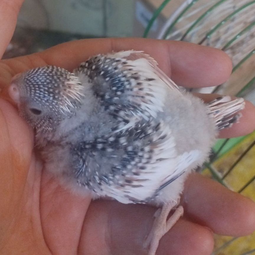 Волнистый попугай птенец