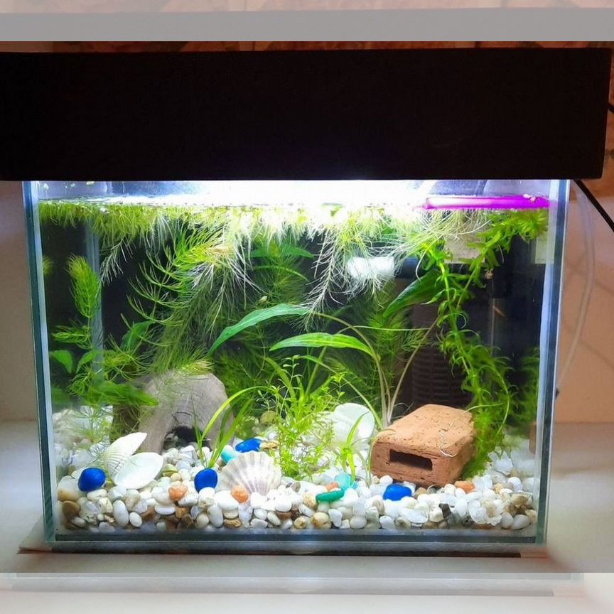 Аквариум с рыбками
