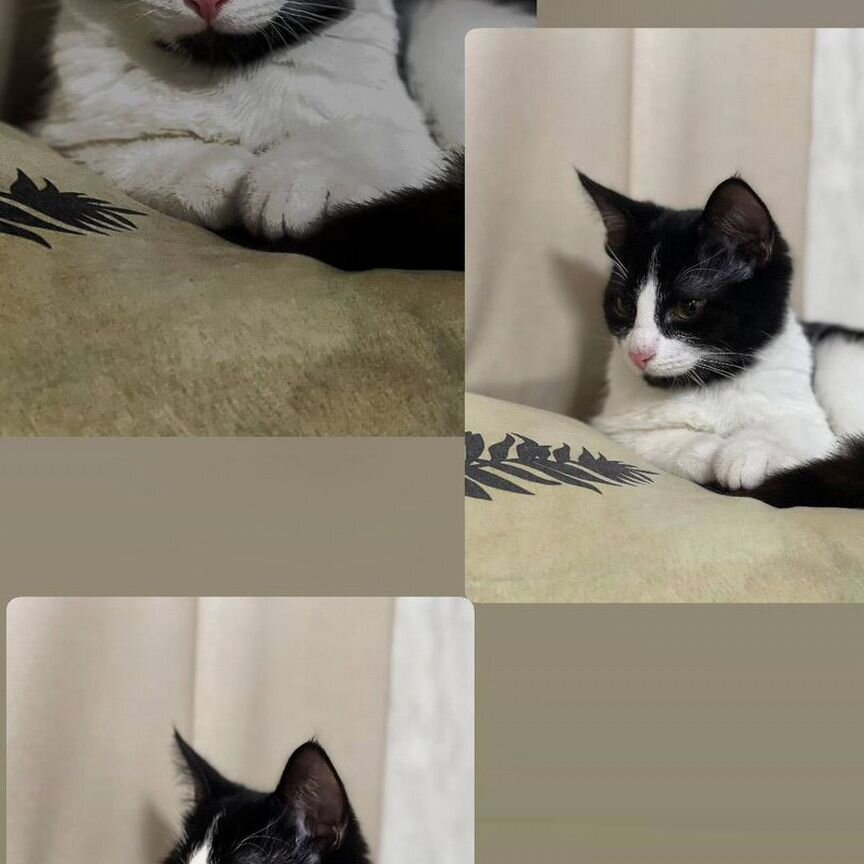 Кот