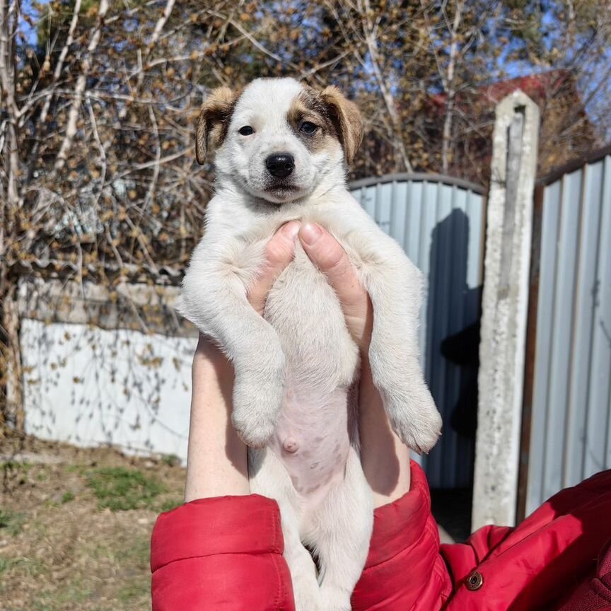 Щенки в добрые руки