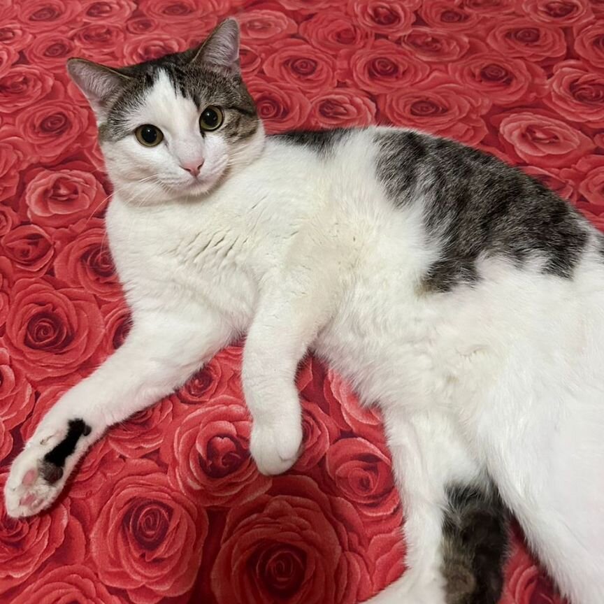 Взрослый кот в добрые руки