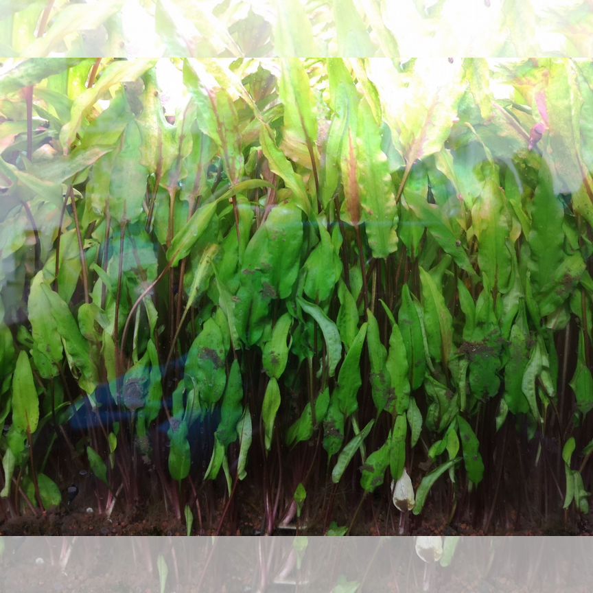 Криптокорина