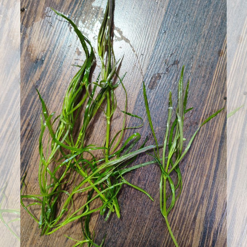 Аквариумные растения