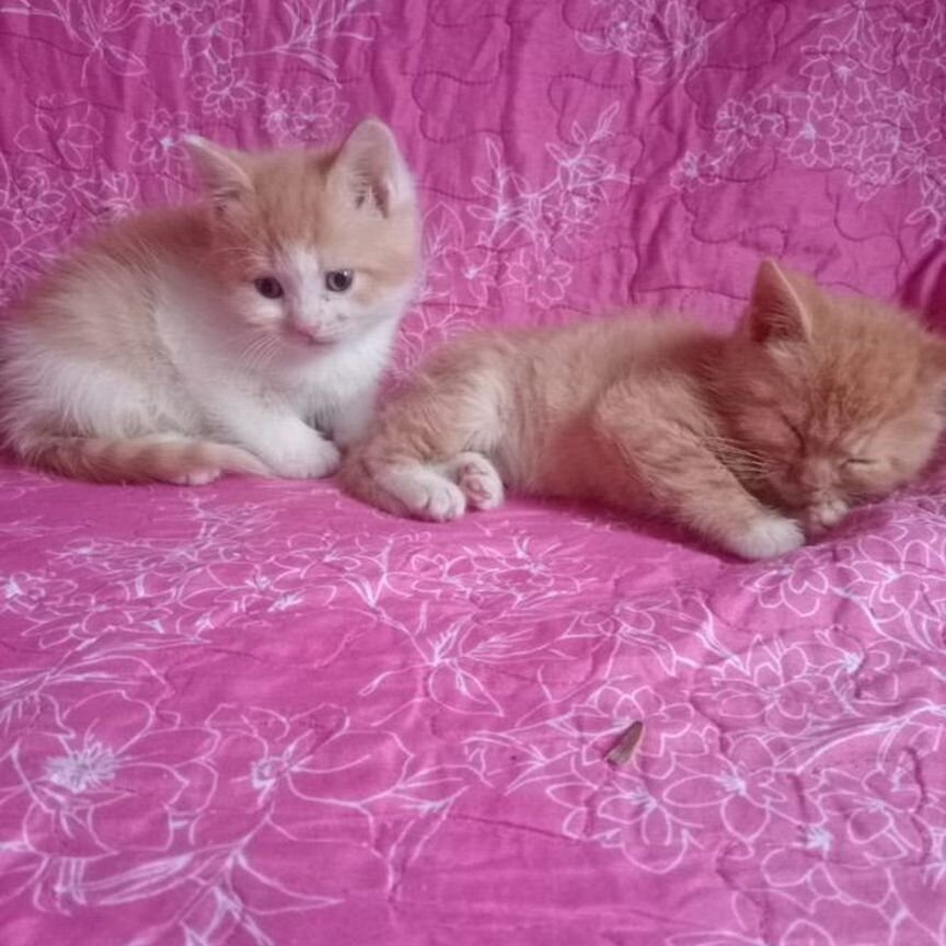 Одам котят в хорошии руки