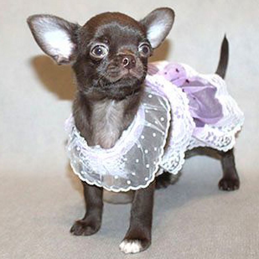 Чихуахуа, щенок