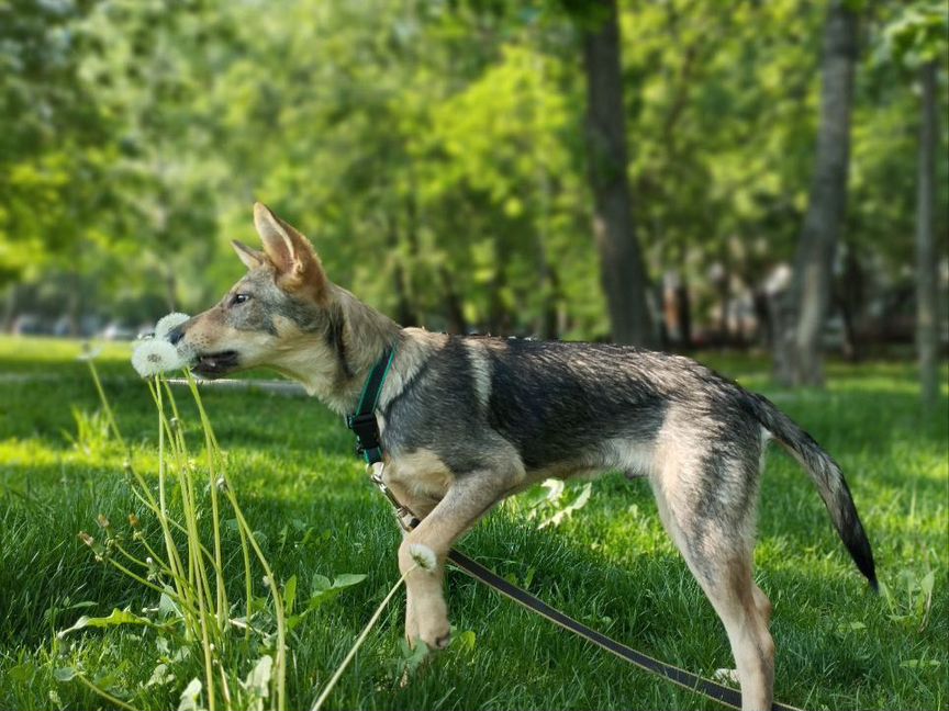 Щенок 5 месяцев мальчик