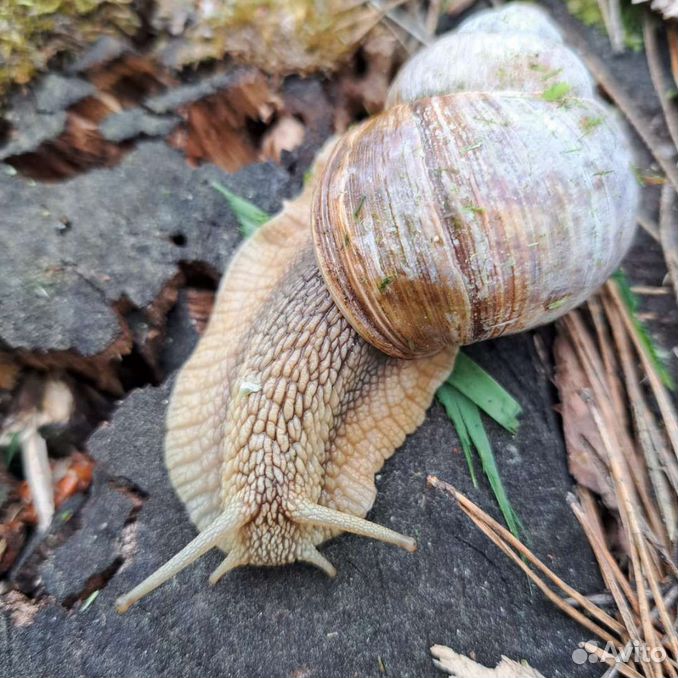 Улитки виноградные