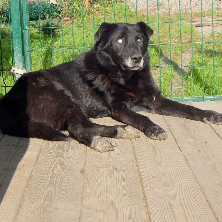 Ищем слепому песику передержку/дом