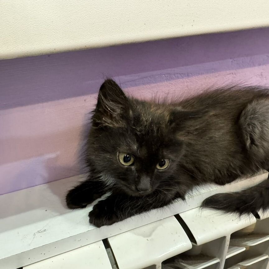 Котенок в добрые руки